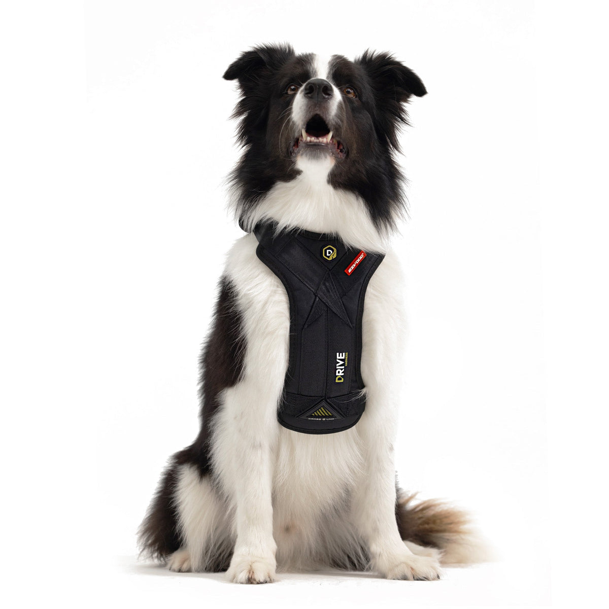 EzyDog Europe | Shop Premium Dog Gear & Accessories Online