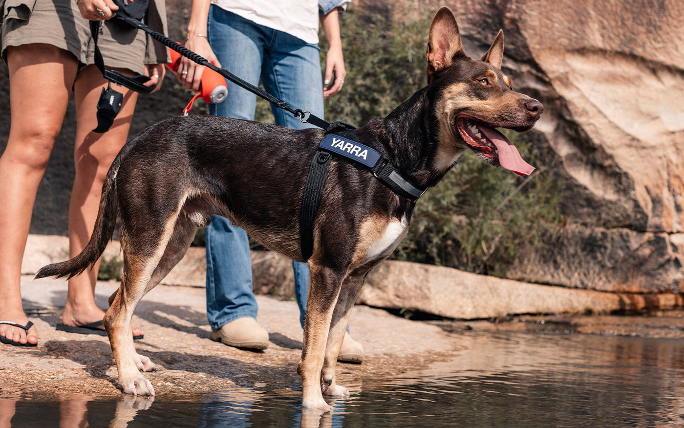 EzyDog Europe | Shop Premium Dog Gear & Accessories Online